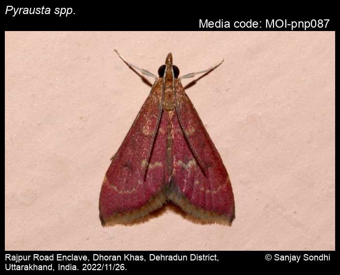 Pyrausta spp. Schrank, 1802 - | Moths